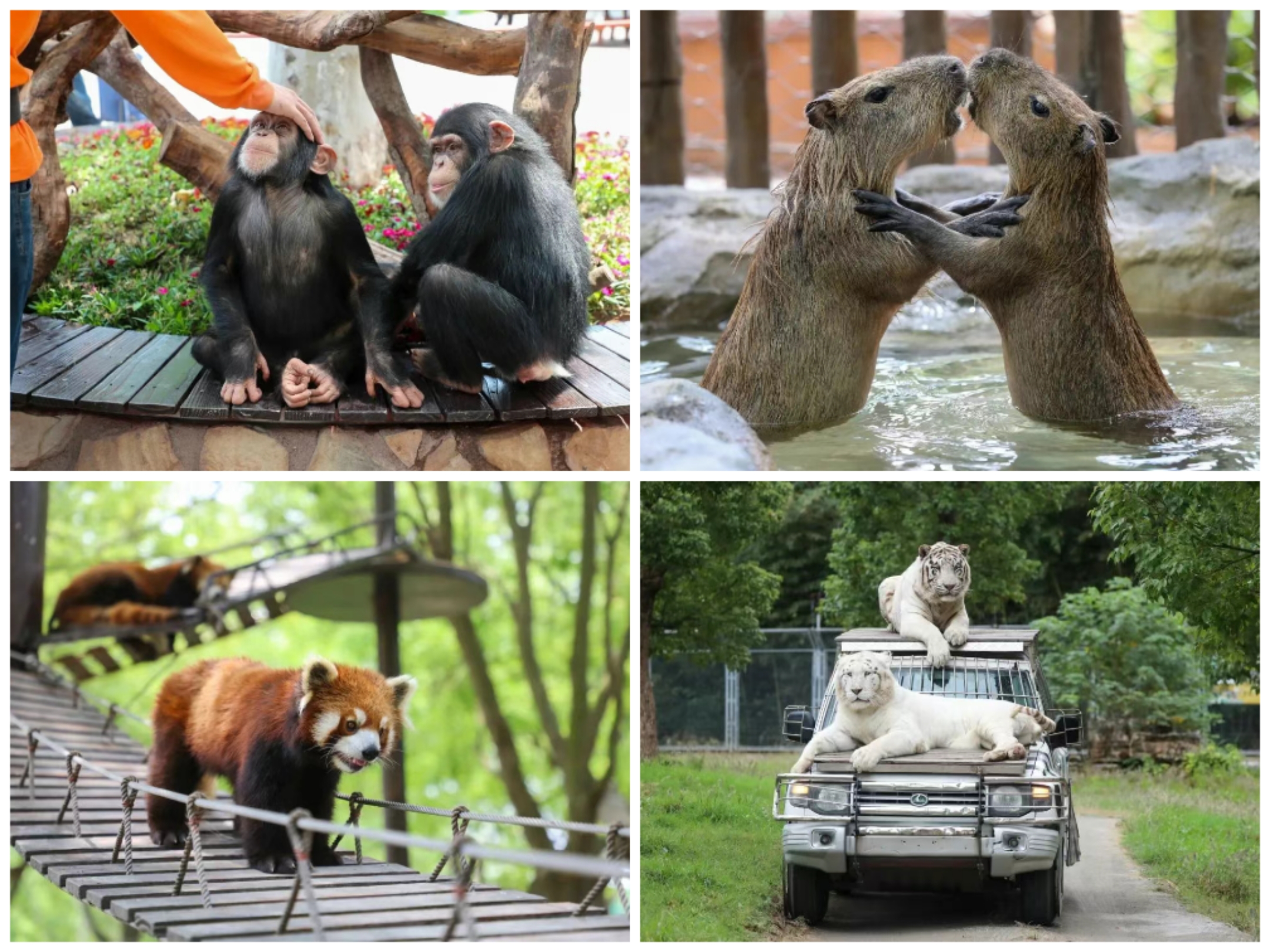 Pudong New Area: Miraculous journey from wilderness to pinnacle of the world_City Tour